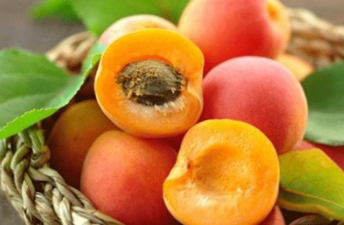 Pjeshka, vlerat, vetitë dhe përdorimet e shumta - Rajonipress.com